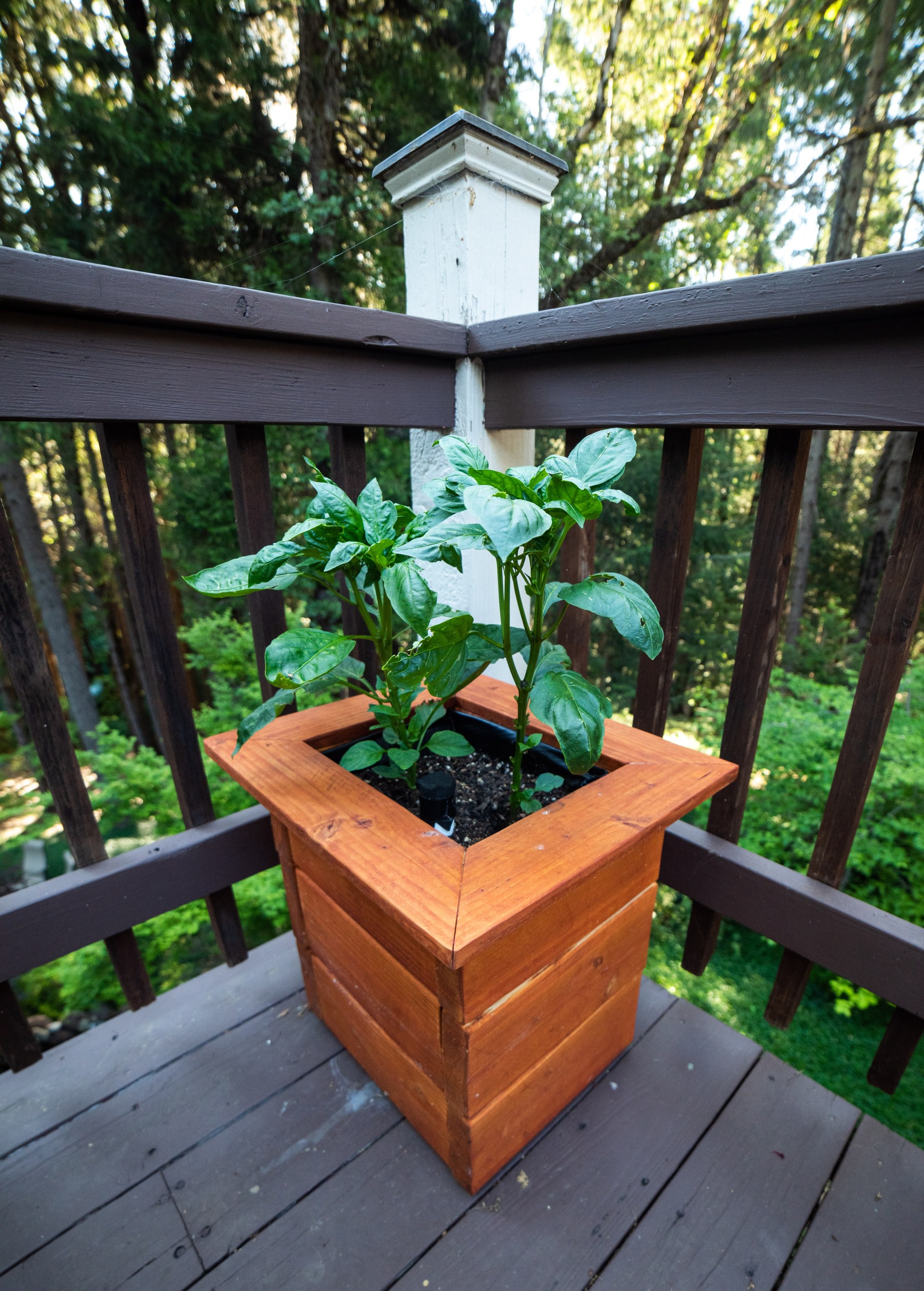 Self-Watering Planter Boxes – Michael Quinn